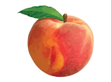 Peach Png Peach Clipart Transparent Background Clip Art Library