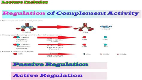 Regulation Of Complement System Activation YouTube