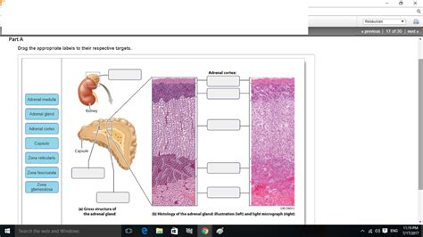 Solved Art Labeling Activity Anatomy And Histology Of Th Chegg
