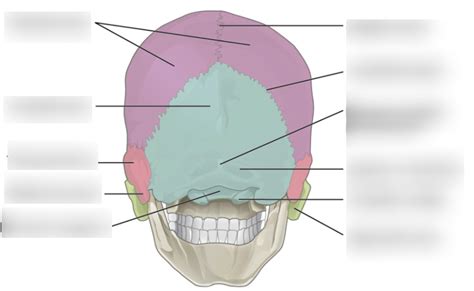Exs Skull Posterior View Diagram Quizlet