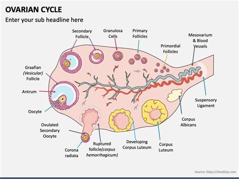Ovarian Cycle Powerpoint And Google Slides Template Ppt Slides