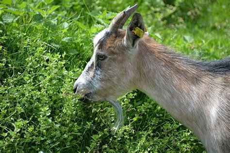 Cabra La Billy Comiendo Foto Gratis En Pixabay