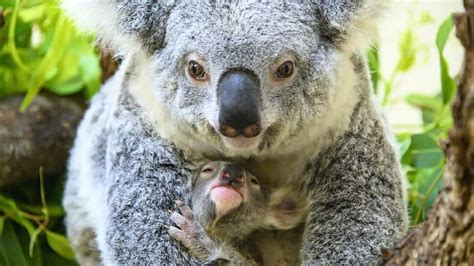 Curiosidades De Los Koalas Que Te Gustar Descubrir