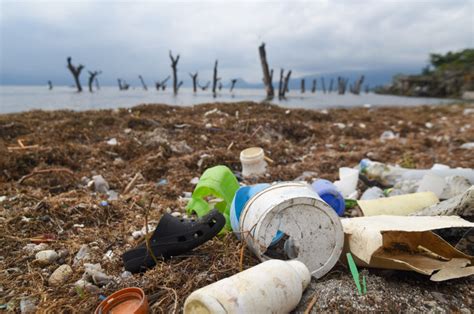 La procesión de la basura Agencia Ocote