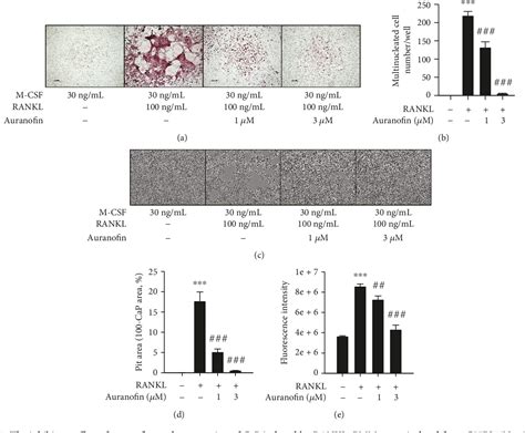 Figure From Auranofin Inhibits Rankl Induced Osteoclastogenesis By