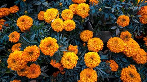 Día de Muertos la leyenda de la flor de cempasúchil UnoTV