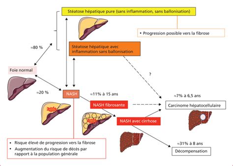 John Libbey Eurotext Hépato Gastro Oncologie Digestive Stéatoses