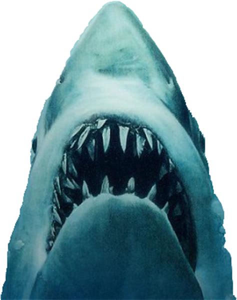 Shark Jaws PNG Transparent Shark Jaws PNG Images PlusPNG