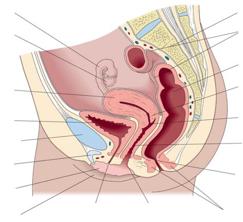 Innere Weibliche Geschlechtsorgane Diagram Quizlet