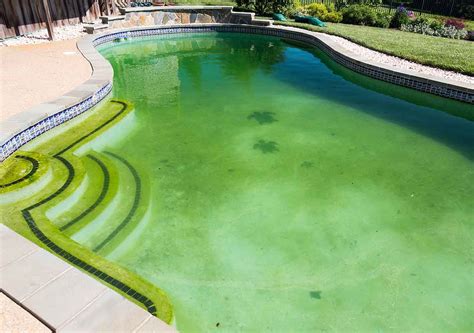 How To Get Rid Of Pool Algae Best Pick Reports