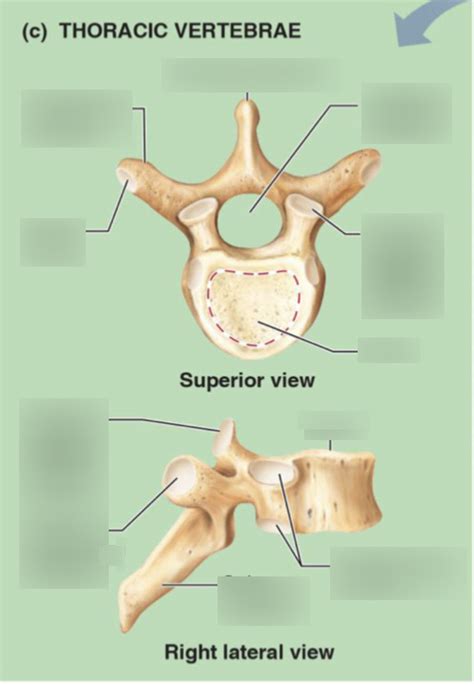 Thoracic Vertebrae Diagram Quizlet