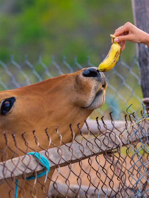 Can Cows Eat Bananas Farmhouse Guide