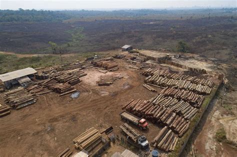 La déforestation en Amazonie brésilienne a atteint son plus haut niveau