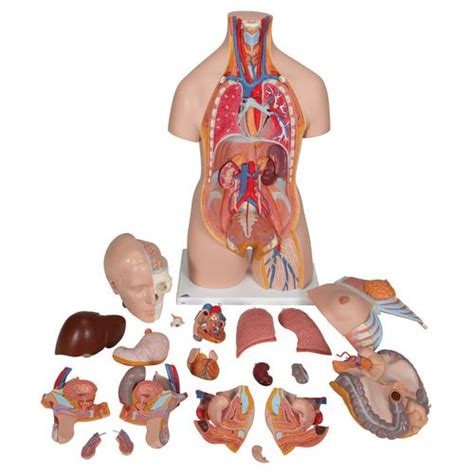 Torso De Lujo De Doble Sexo 20 Partes 3B Smart Anatomy 1000197
