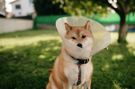 Il mio cane si gratta sempre ma non ha pulci perché e cosa fare