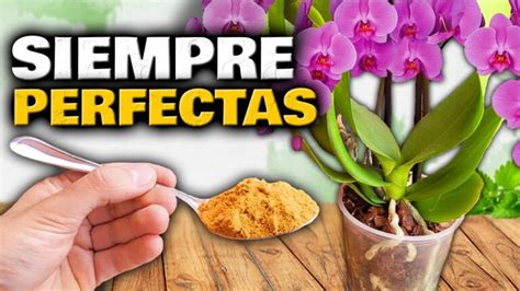 Consejos para hacer florecer tus orquídeas en casa Actualizado julio 2024