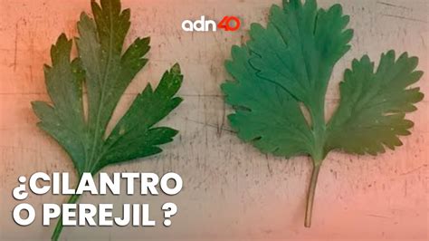 Explainer La Diferencia Entre El Cilantro Y El Perejil YouTube