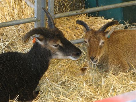 Wonderwool Wales Flickr