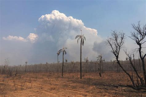 Brésil la déforestation de l Amazonie atteint une hausse record