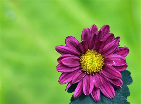 菊花 花 紫花 Pixabay上的免费照片 Pixabay
