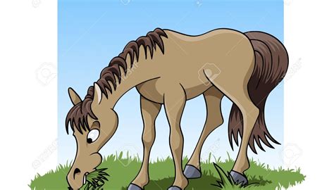 TOMi digital Clasificación de los animales según su alimentación