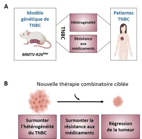 Mieux comprendre le cancer du sein Triple Négatif pour développer de