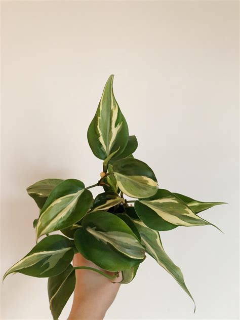 Philodendron Rio My Fastest Growing Plant R Houseplants