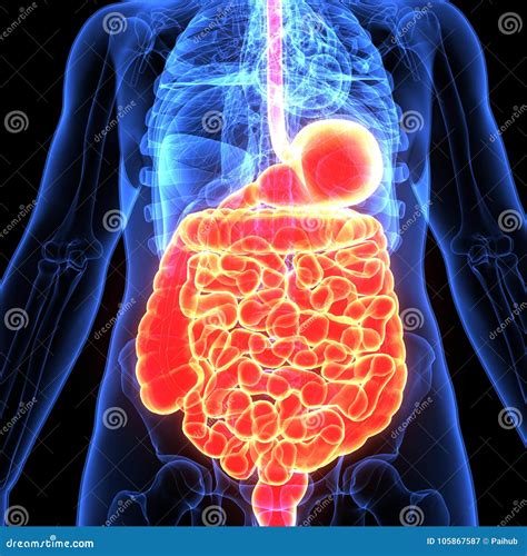Illustrazione 3d Dell Apparato Digerente Del Corpo Umano Illustrazione