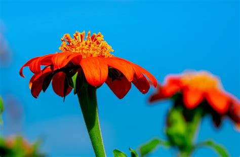 Gerbera Blomma Blomning Gratis foto på Pixabay Pixabay