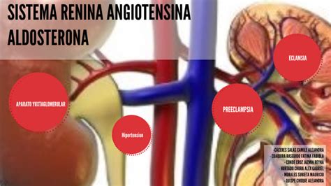 Sistema Renina Angiotensina Aldosterona By Alex Hurtado On Prezi
