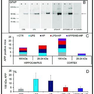 Western Blotting For APP A And GFAP B In The Brain Of C57BL 6 Mice