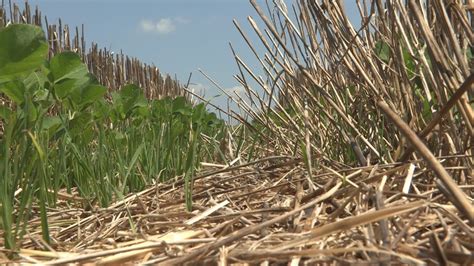 No Till Agriculture Documentary YouTube