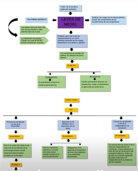 Mapa Conceptual De Las 3 Leyes De Mendel Geno Images And Photos Finder
