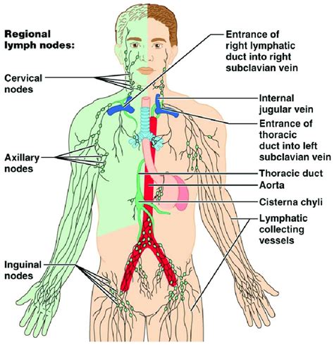 Anatomy Of The Lymphatic System Lymph Nodes Lymph Drainage Lymphatic