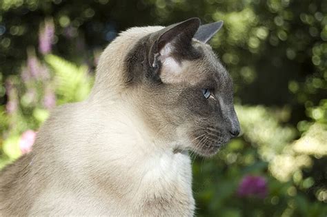 Fondo Lindo Siamés Gato Doméstico Animal Mascota Expresión Foto E