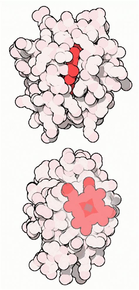 Cytochrome C Molecule Of The Month PDBj Numon