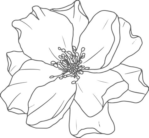 Doodle Line Art Rose Flower Bouquet Elements Png