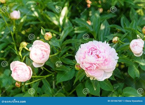 Delicate Pink Peony Flowers On A Bush Growing In The Garden Stock Image