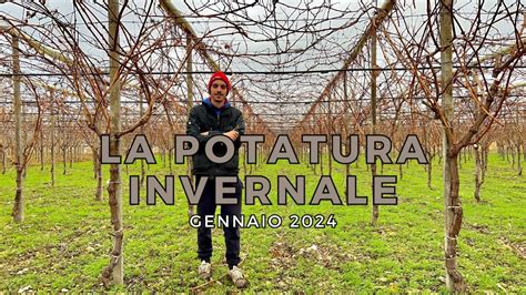 La POTATURA INVERNALE del vigneto al 3º anno YouTube
