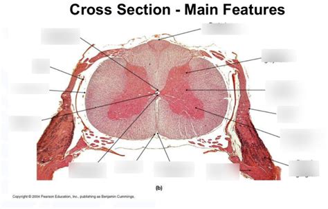 Spinal Cord Cross Section Diagram Quizlet