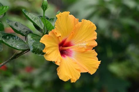 32 Amazing Hibiscus Uses And Benefits For Humans And Nature Petal