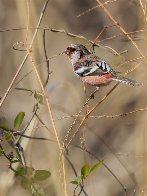 しんかいてい on Twitter RT 2011Trutta ベニマシコ 雄 晩秋 long tailed rose
