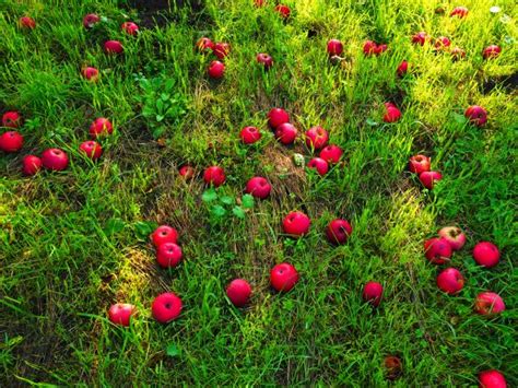 Free Images Apple Nature Grass Leaf Flower Food Red Produce
