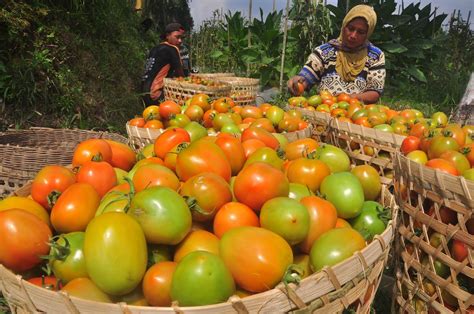 Cara Budidaya Tomat Yang Simpel Dan Cepat Berbuah Munaz Bagus