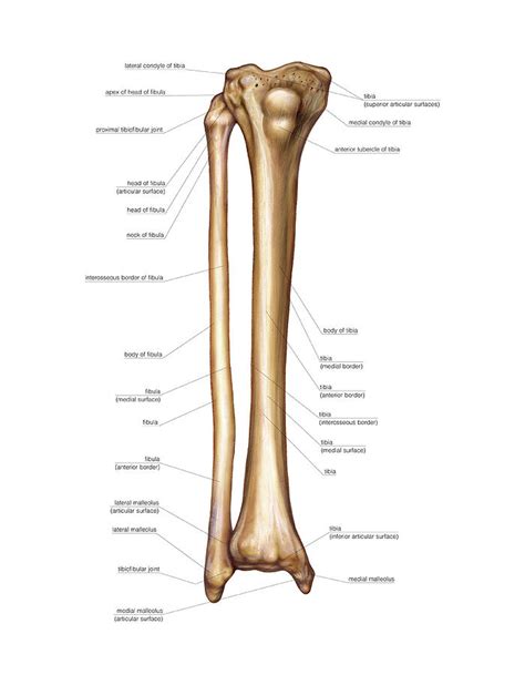 Leg Bone Diagram The Anatomy Of The Legs Leg Anatomy Muscle
