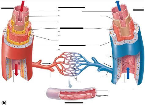 Structure Of Blood Vessels Diagram Quizlet