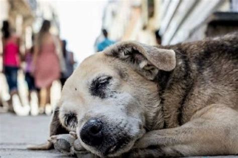 Ajuaa Punto Gatos y perros en situación de calle qué tan grave es