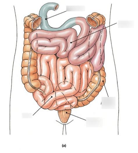 Small Intestine Diagram Quizlet
