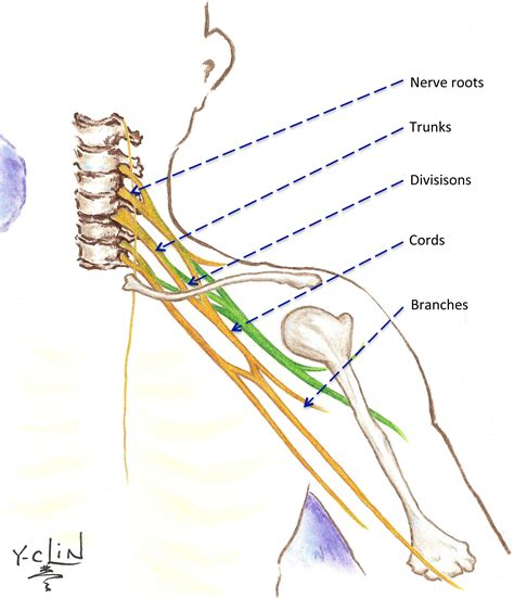 Brachial Plexus Anatomy Ulnar Nerve Entrapment Ulnar Nerve Nerve Porn