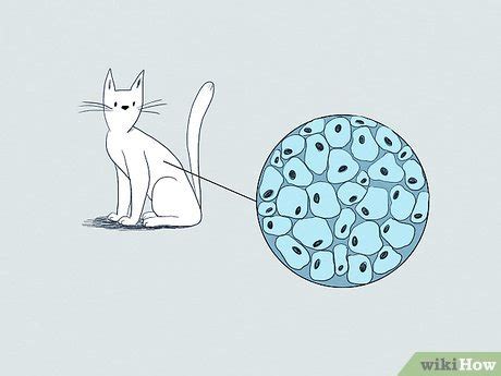 What Are The 3 Parts Of The Cell Theory Easy Study Guide